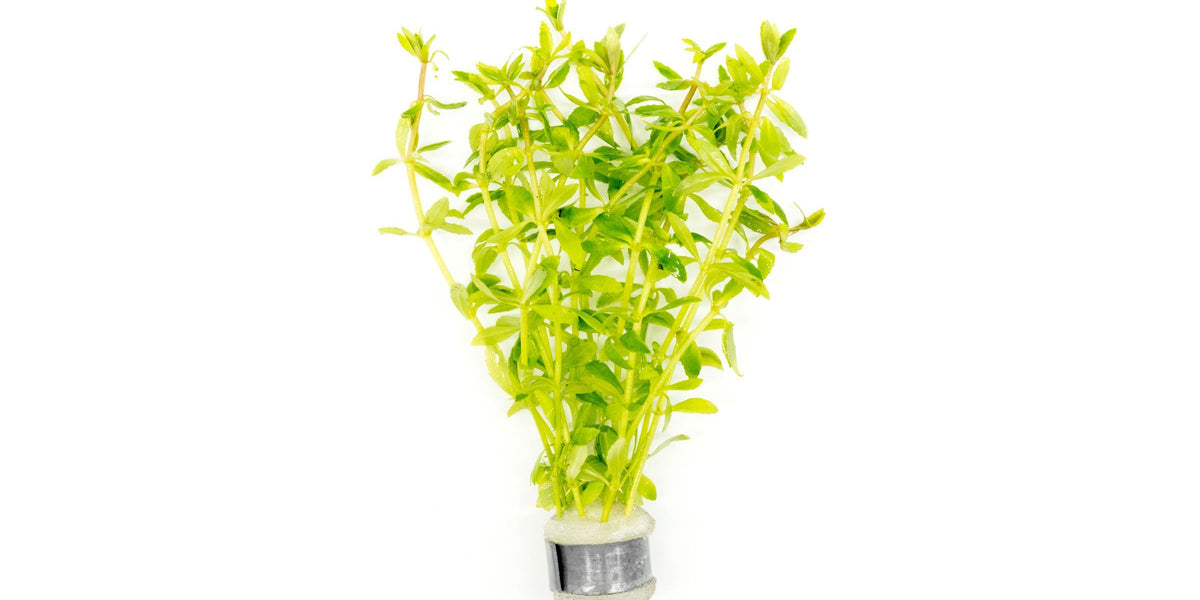 Stem Plants Available — Buce Plant
