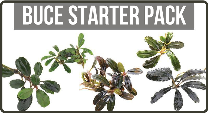 Freshwater Fish — Buce Plant