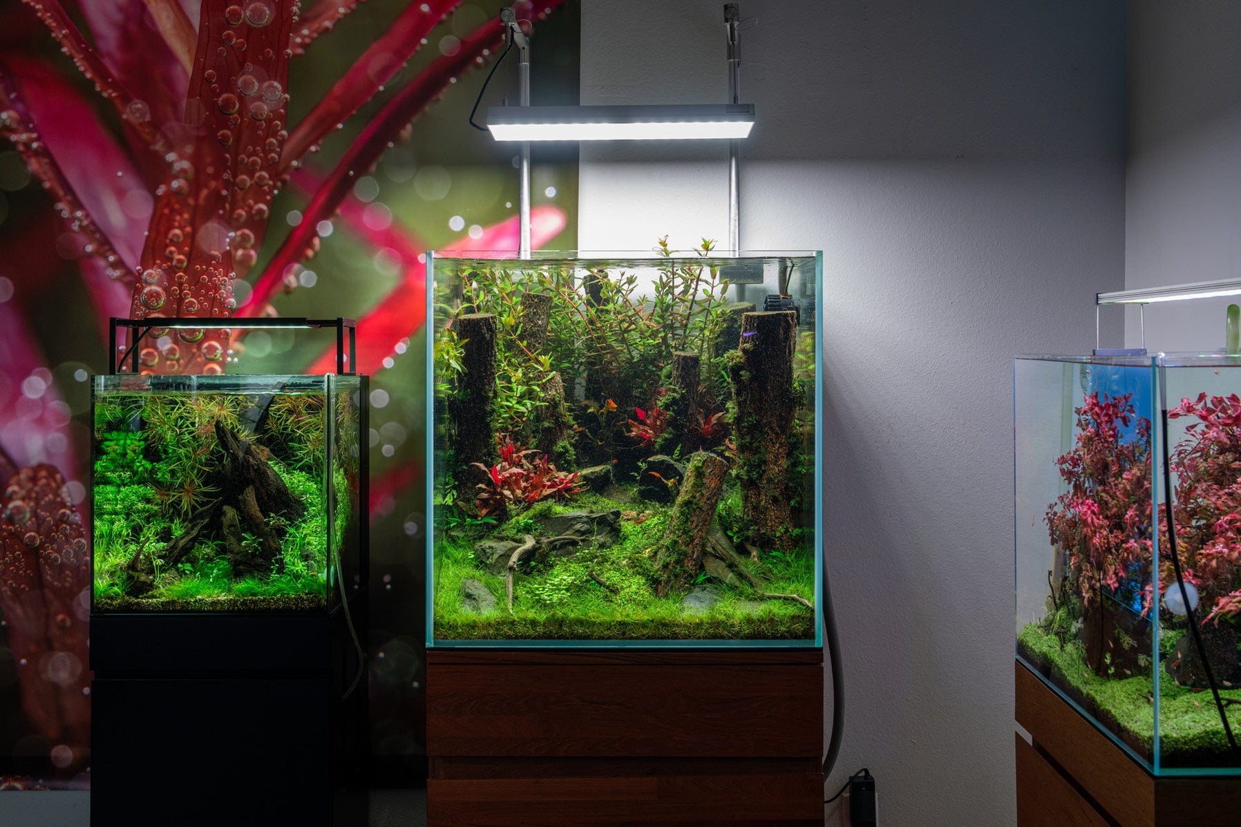 Aquascaping Supplies | Aquarium Aquascaping | Buce Plant