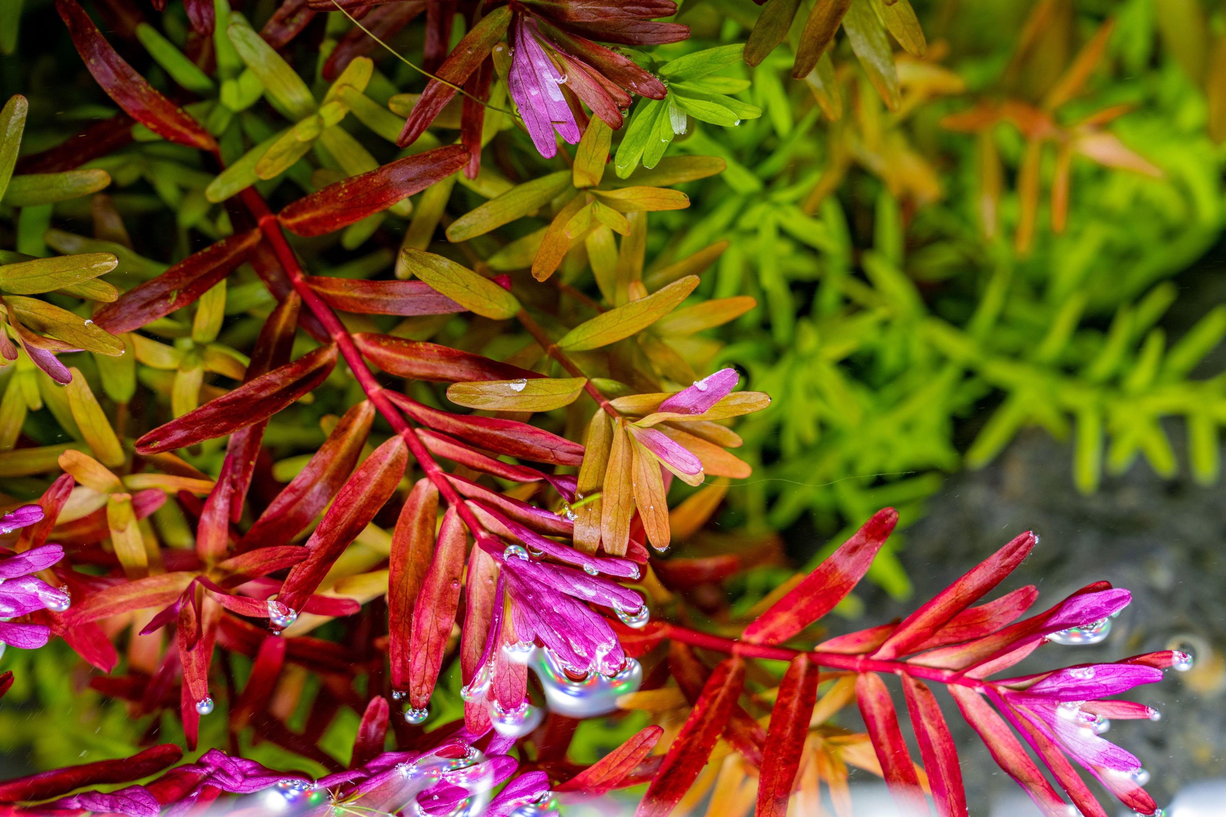 BucePlant.com - Aquascaping and Aquarium Plants Super Store — Buce Plant