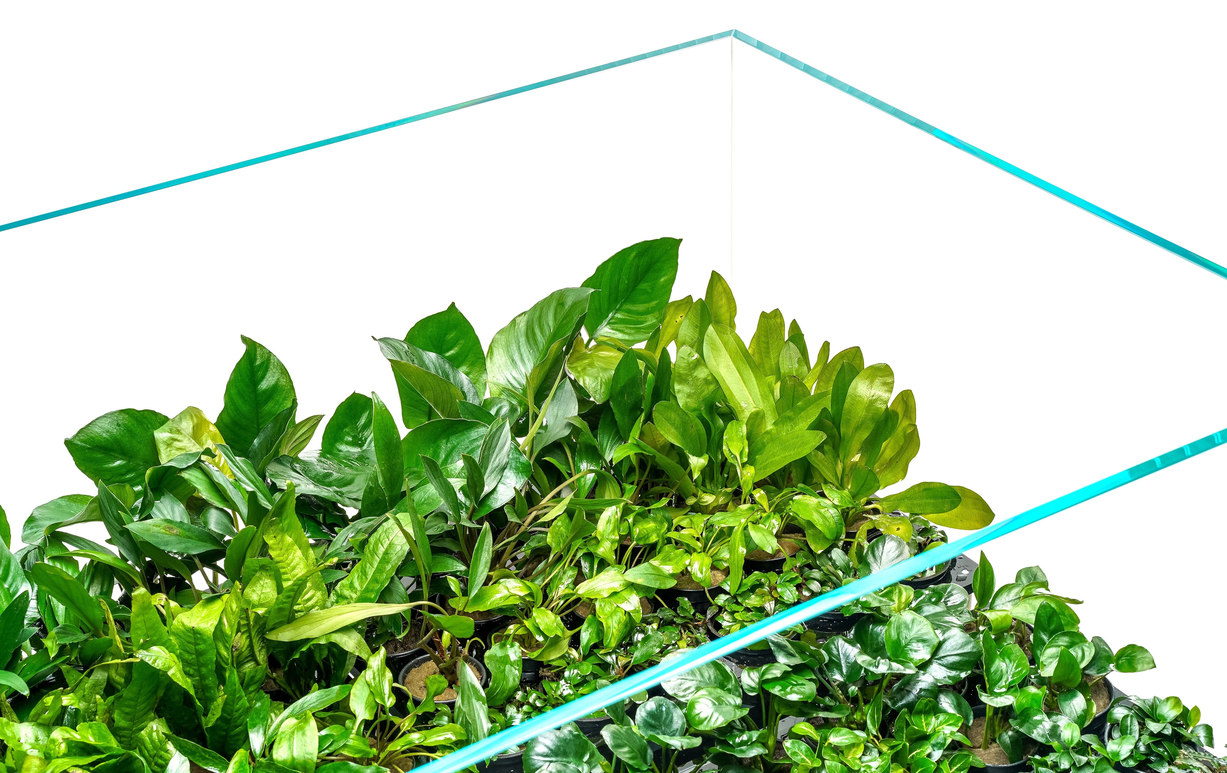 BucePlant.com - Aquascaping and Aquarium Plants Super Store — Buce Plant