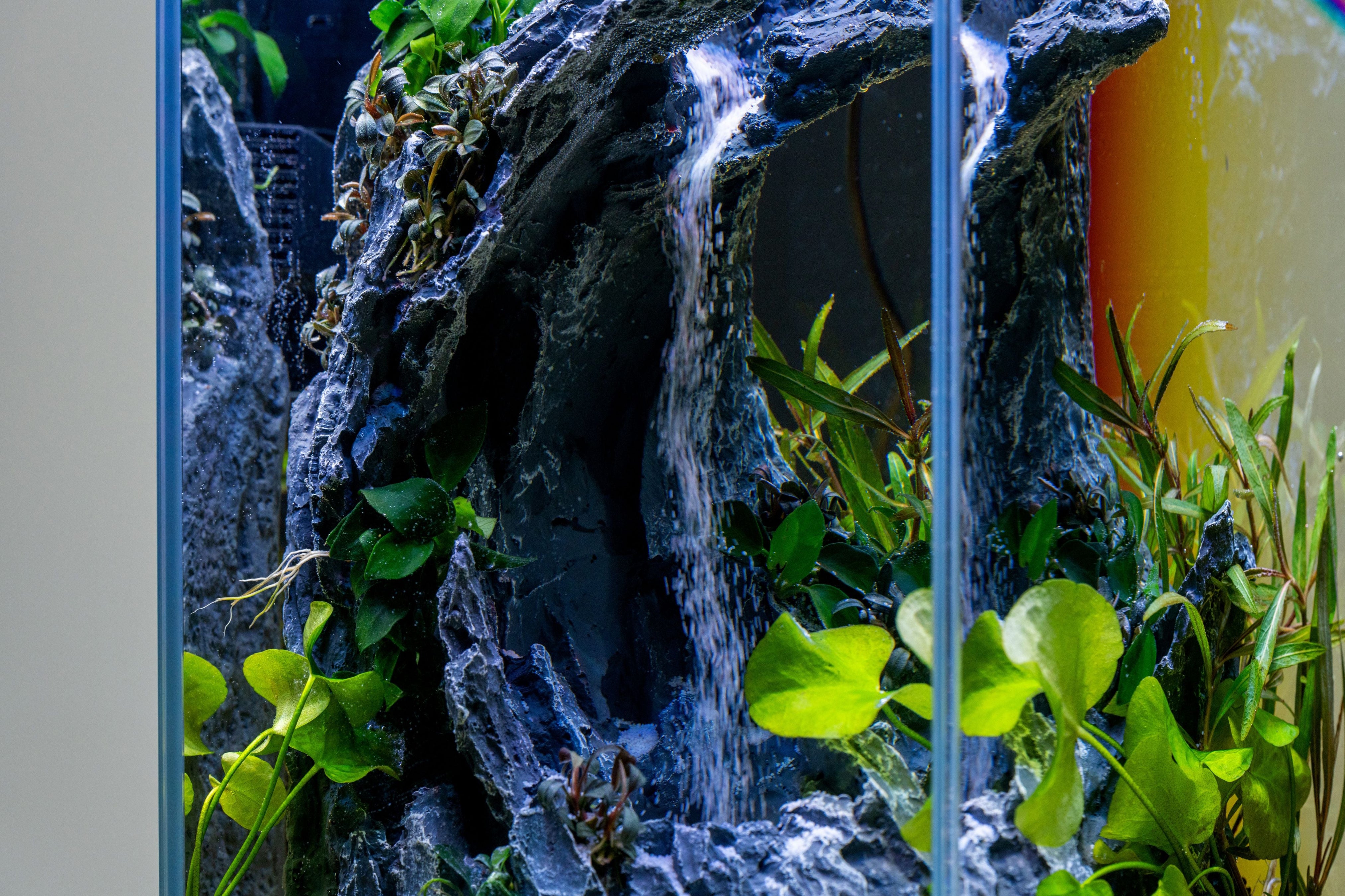 BucePlant.com - Aquascaping and Aquarium Plants Super Store — Buce Plant