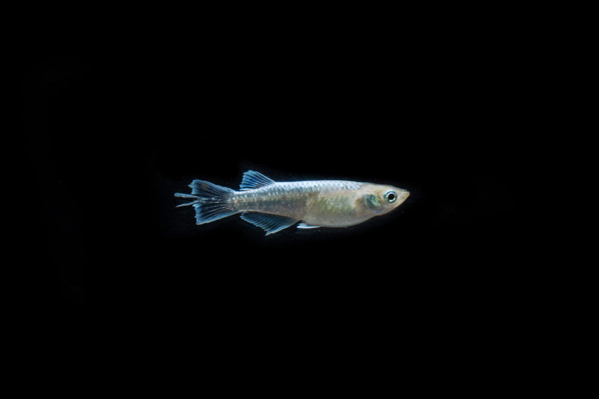Abi Medaka Rice Fish - Planted Aquarium and Community Tanks — Buce Plant