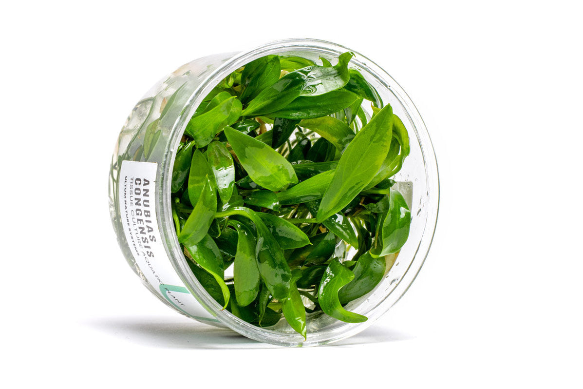 Anubias Congensis UNS Tissue Culture — Buce Plant