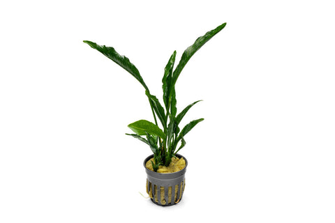 Anubias Heterophylla Supernova — Buce Plant