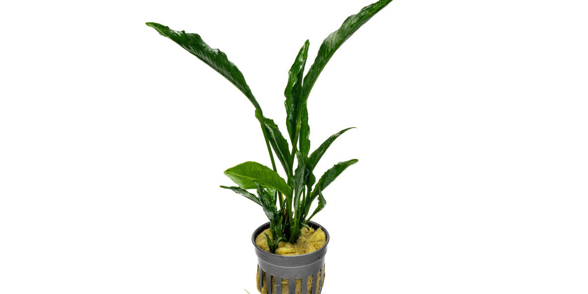 Anubias Heterophylla Supernova — Buce Plant