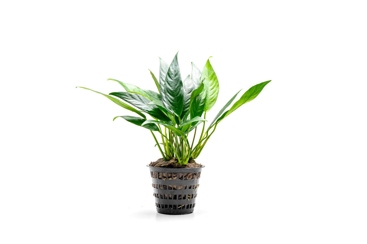 BucePlant.com - Aquascaping and Aquarium Plants Super Store — Buce Plant