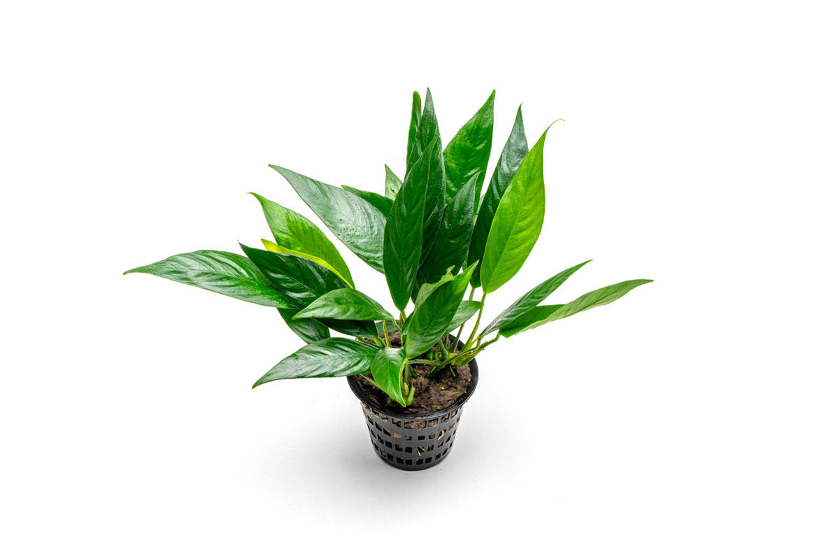 BucePlant.com - Aquascaping and Aquarium Plants Super Store — Buce Plant