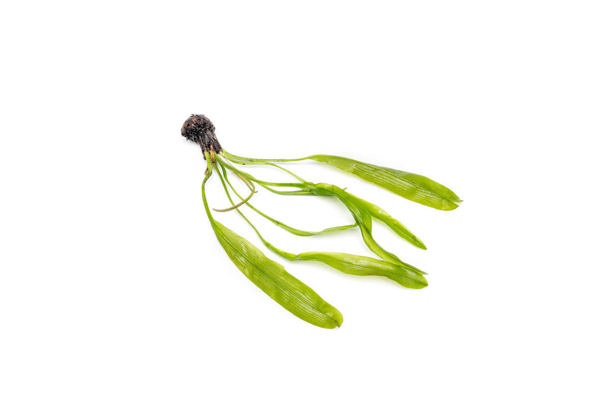 Aponogeton Ulvaceus Madagascariensis / Lace Bulb Aquarium Plant — Buce ...