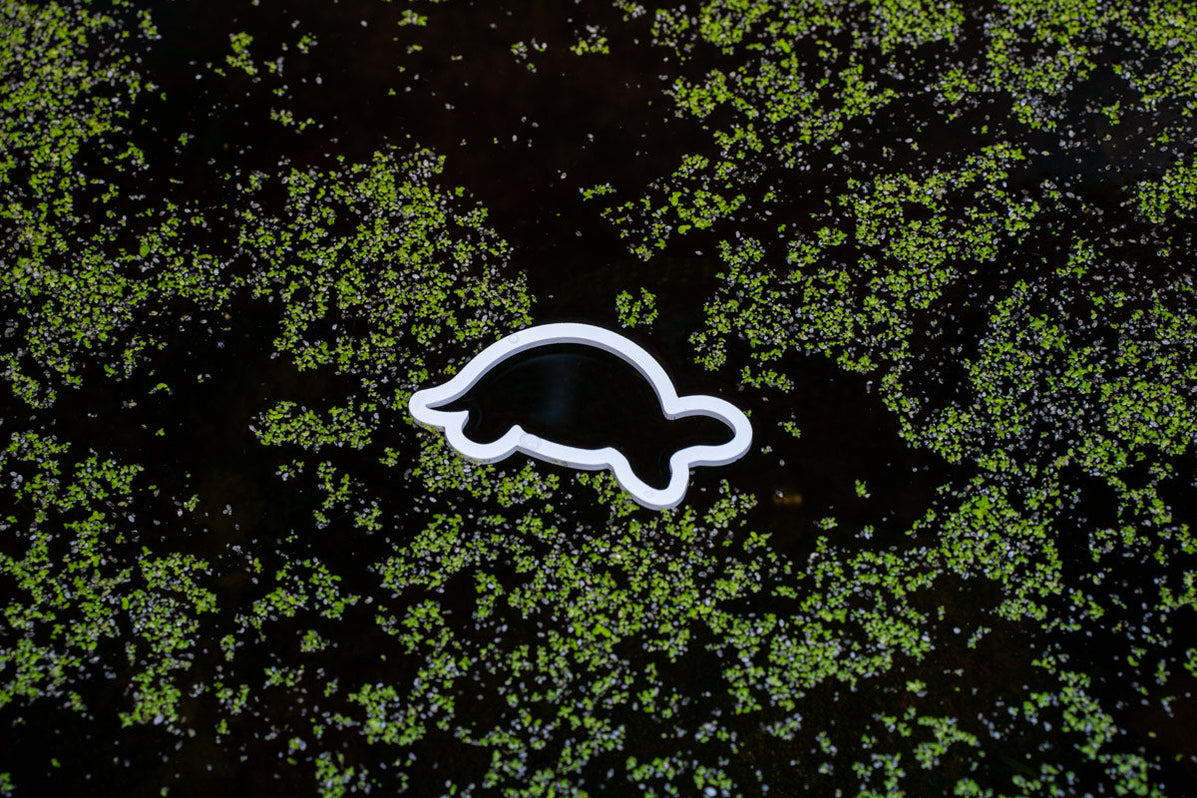 Aquarium Plant Corral and Feeding Ring - Assorted Styles — Buce Plant