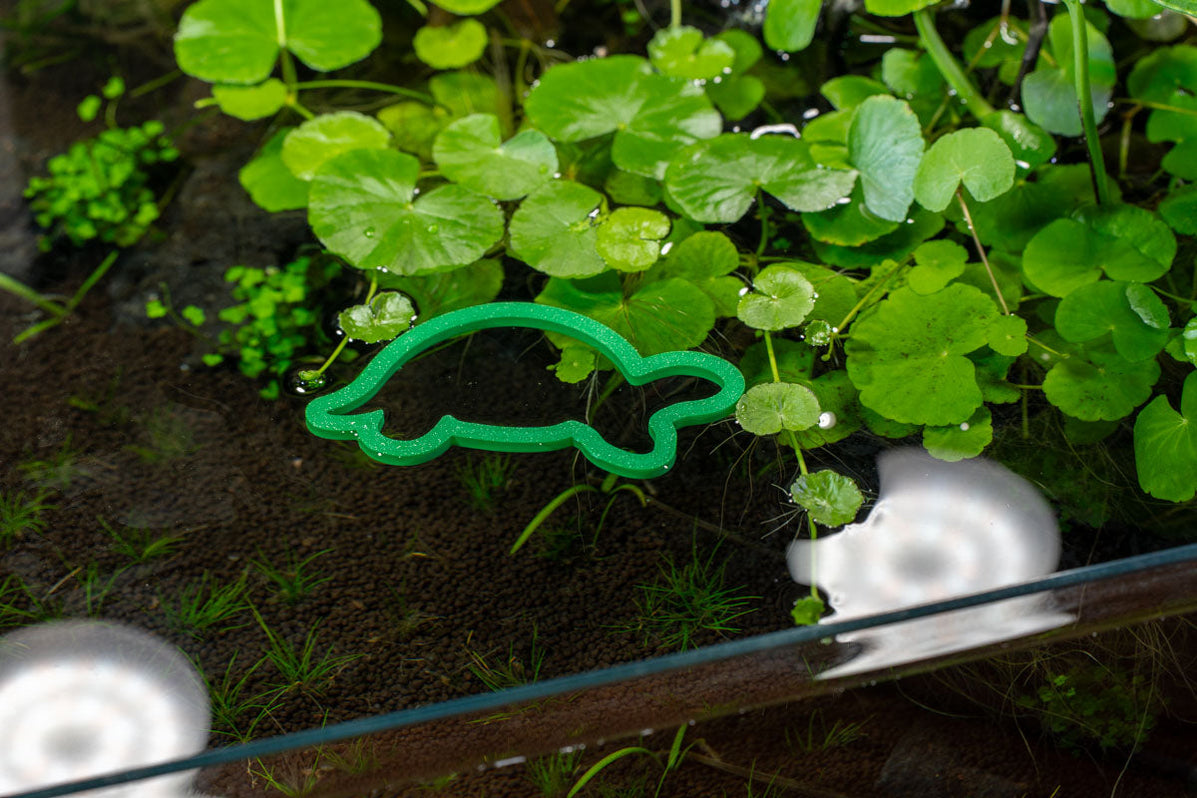 Aquarium Plant Corral and Feeding Ring - Assorted Styles — Buce Plant