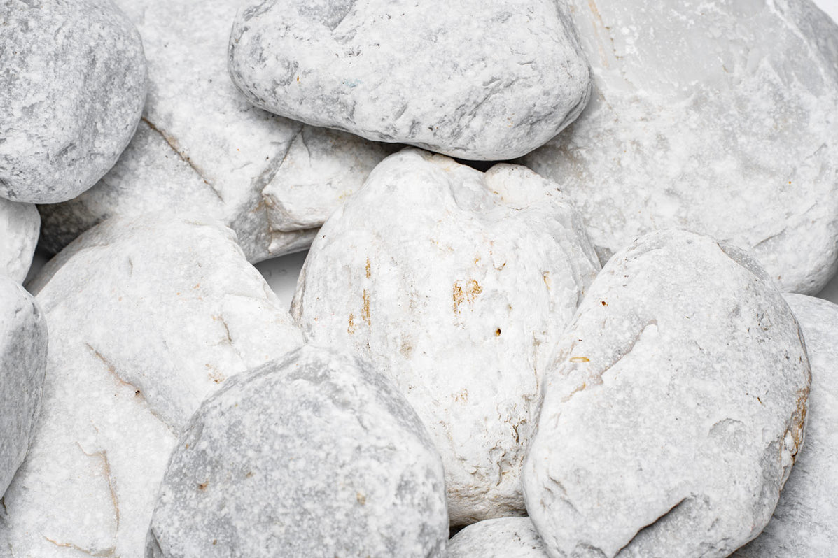 Ashen Stone — Buce Plant