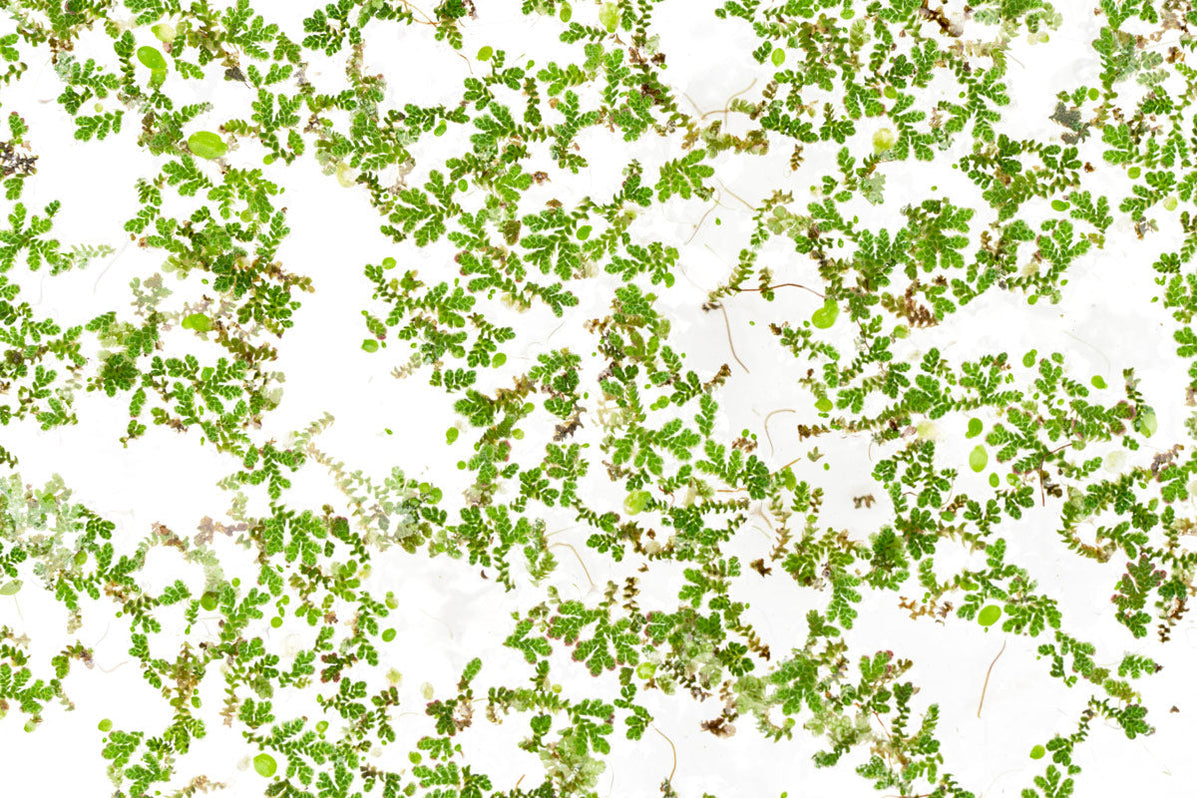 Azolla Caroliniana Aquarium Plant — Buce Plant