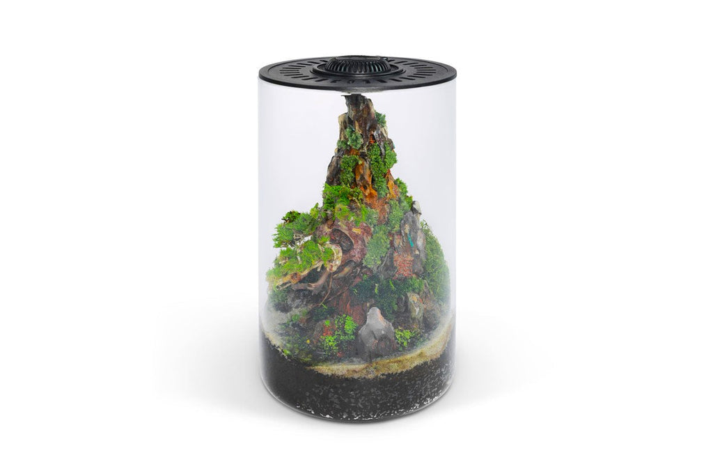 DIY Terrarium Kits — Buce Plant