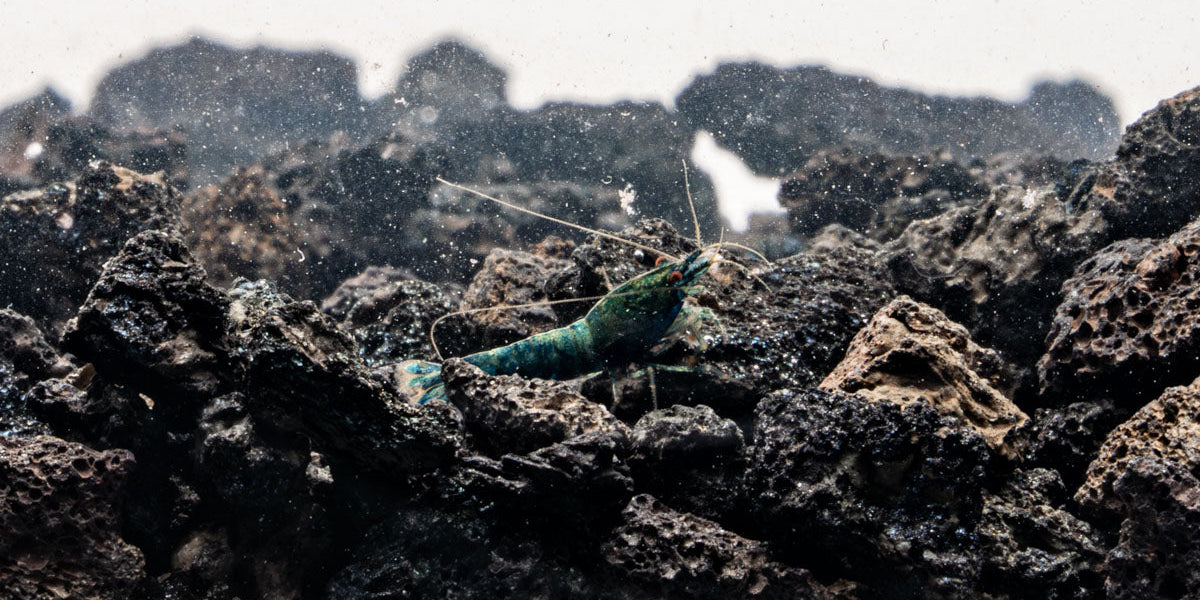 Blue Bolt Extreme Shrimp — Buce Plant