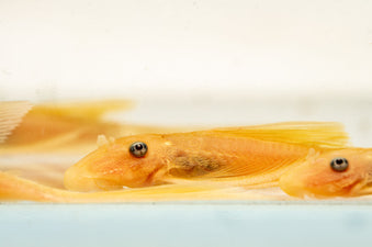 Blue Eye Lemon Bristlenose Pleco — Buce Plant