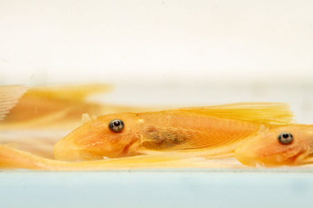Blue Eye Lemon Bristlenose Pleco — Buce Plant