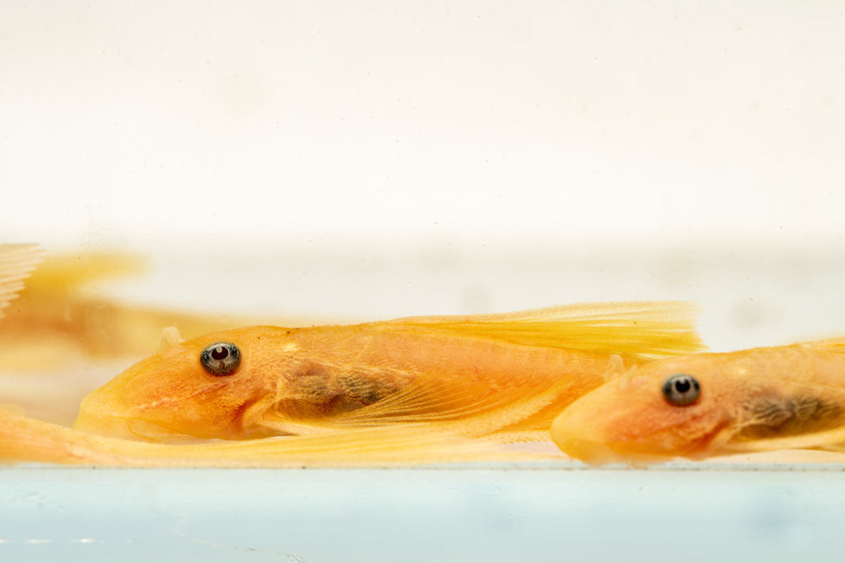 Blue Eye Lemon Bristlenose Pleco — Buce Plant