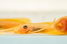 Blue Eye Lemon Bristlenose Pleco — Buce Plant