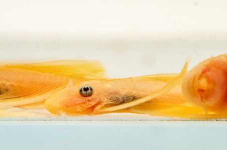 Blue Eye Lemon Bristlenose Pleco — Buce Plant