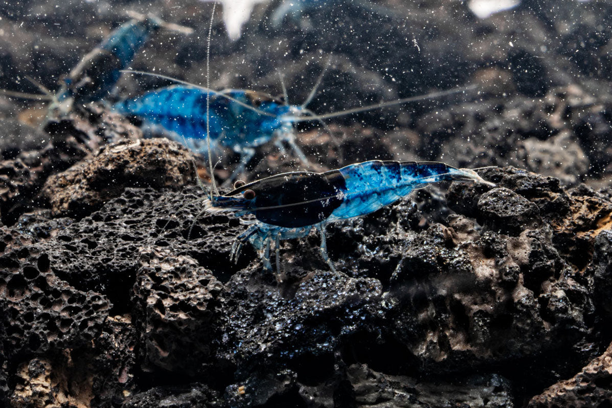 Blue Rili Shrimp — Buce Plant