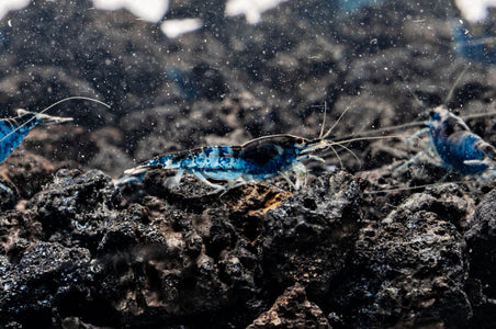 Blue Rili Shrimp — Buce Plant