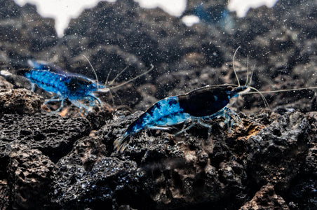 Blue Rili Shrimp — Buce Plant
