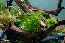 Blyxa Japonica Aquarium Plant — Buce Plant