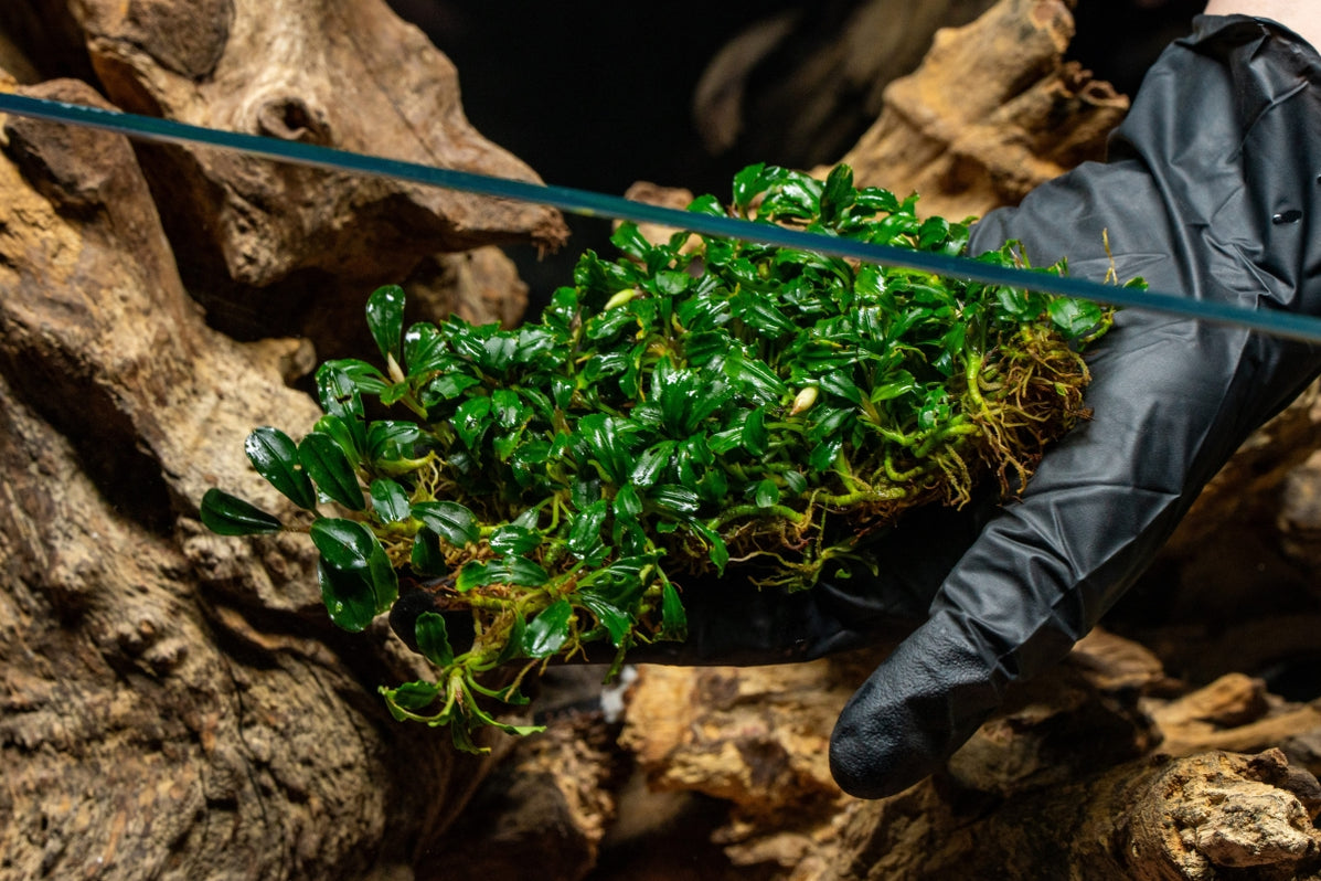 Bucephalandra Brownie Phantom — Buce Plant
