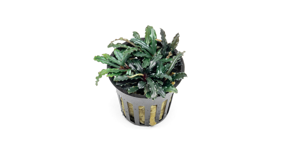 Bucephalandra Catherinae Red Aquarium Plant — Buce Plant