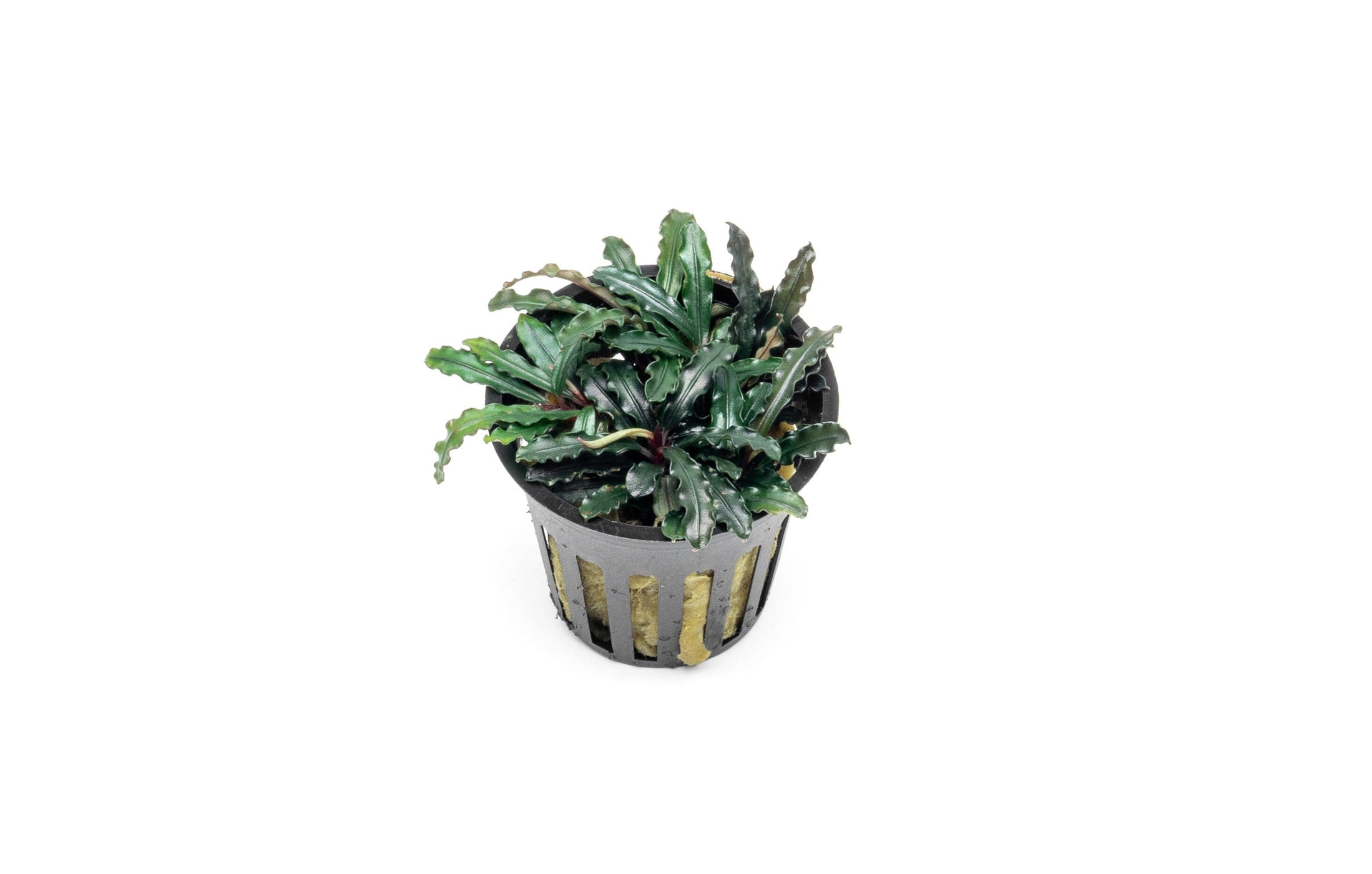 Bucephalandra Catherinae Red Aquarium Plant — Buce Plant