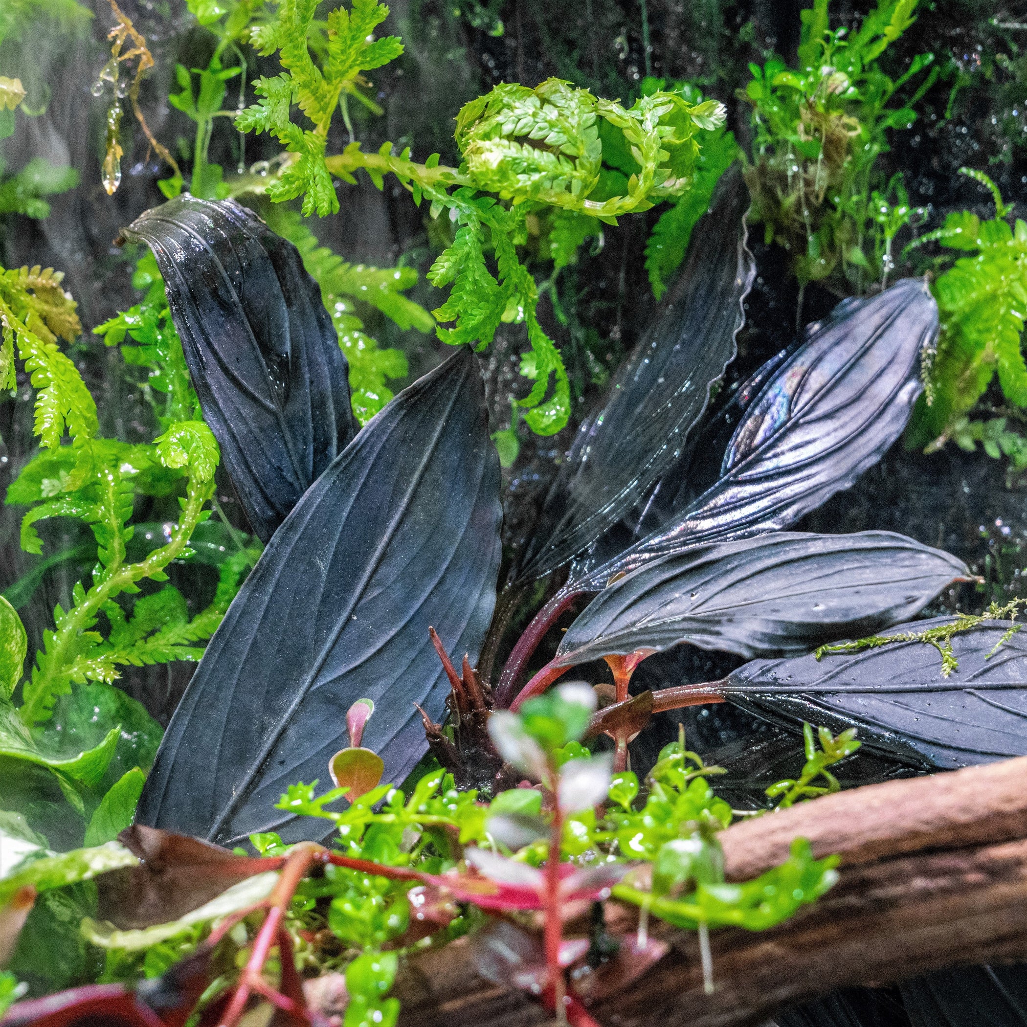 Bucephalandra Dark Skeleton King — Buce Plant