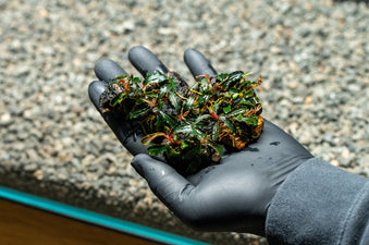 Bucephalandra Godzilla on Lava Stone (Farmed) for Aquascapes — Buce Plant