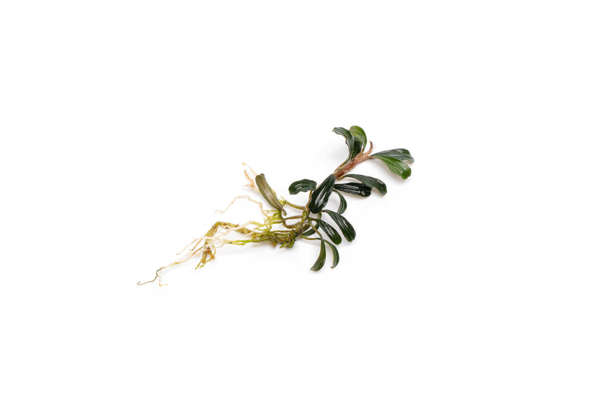 Bucephalandra Grappa Red (Mini) — Buce Plant