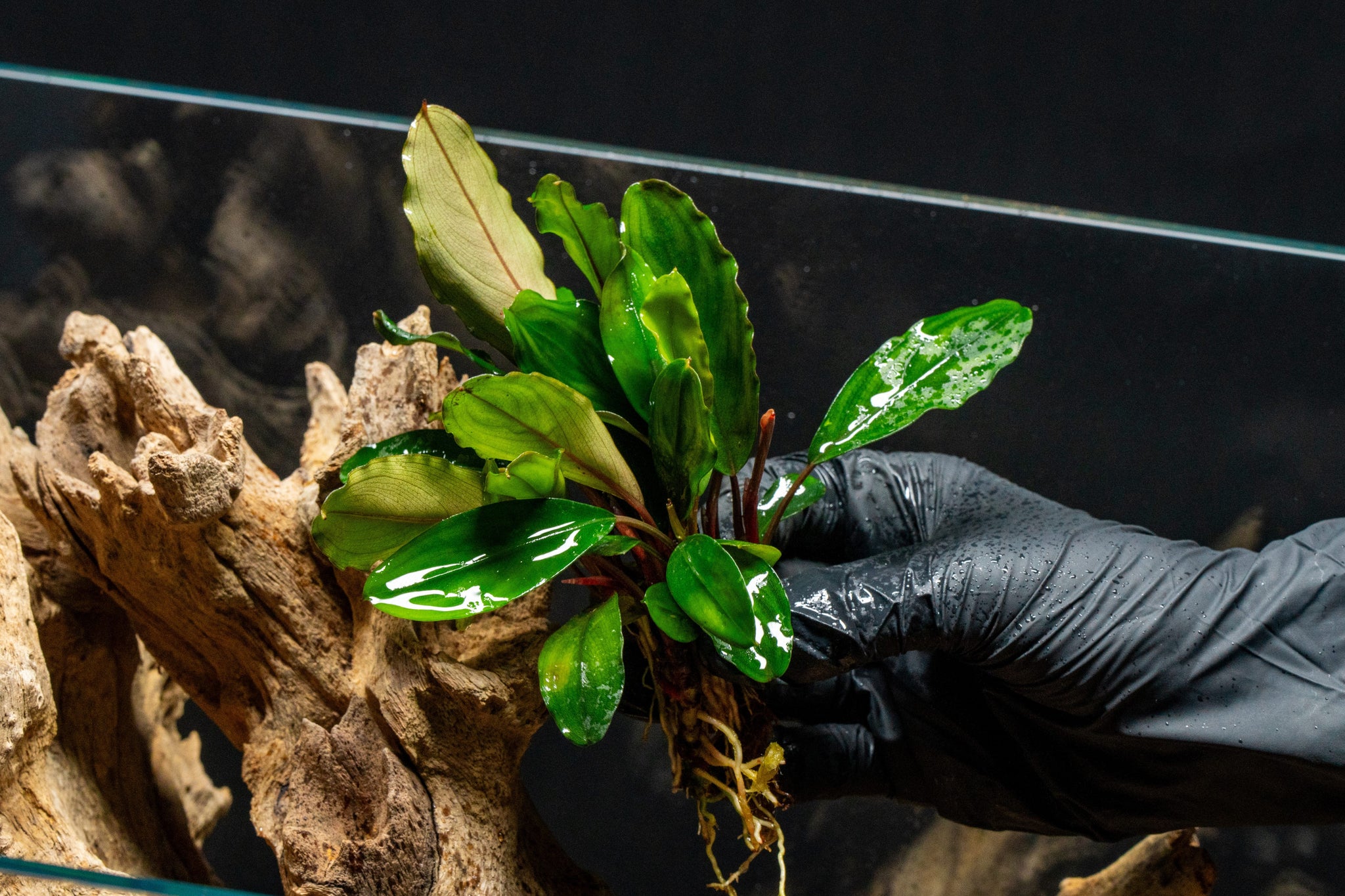 Bucephalandra Aquarium Plants — Buce Plant