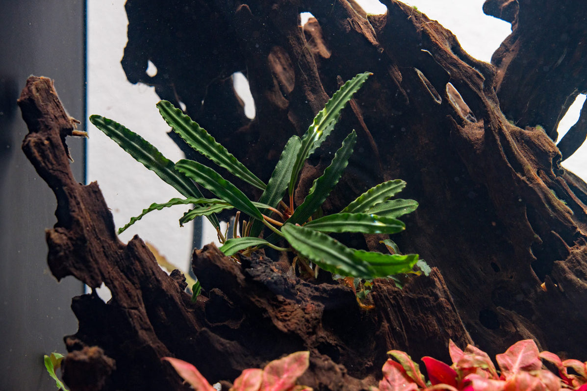 Bucephalandra Green Godzilla Pot - Aquascaping Plant — Buce Plant