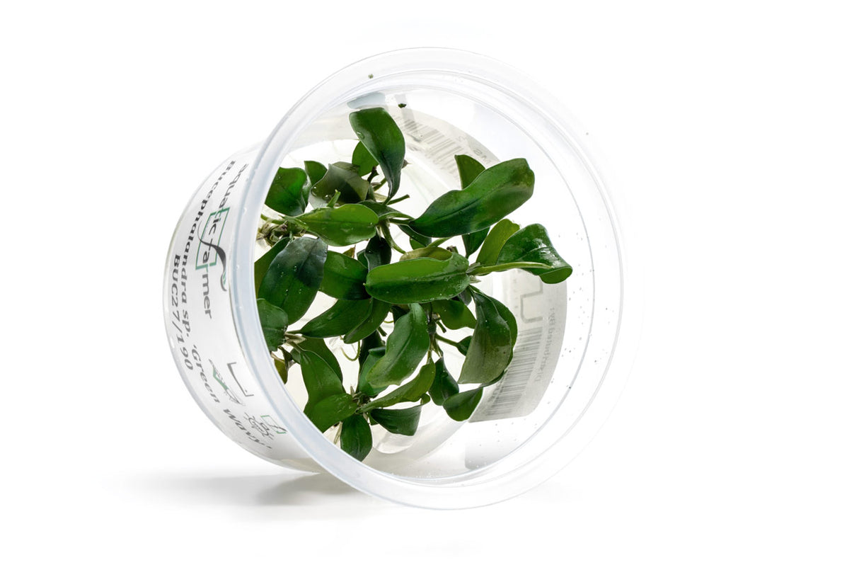 Bucephalandra Green Wavy Aquatic Farmer Tissue Culture — Buce Plant