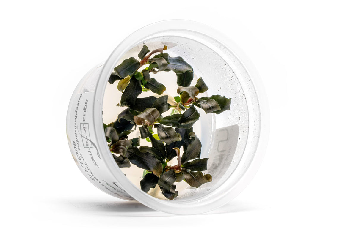 Bucephalandra Lamandau Purple Aquatic Farmer Tissue Culture — Buce Plant