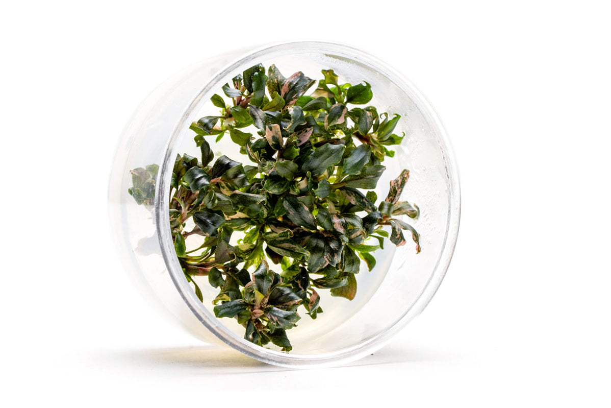 All — Buce Plant