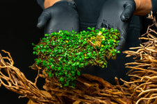 Bucephalandra Mini Coin — Buce Plant