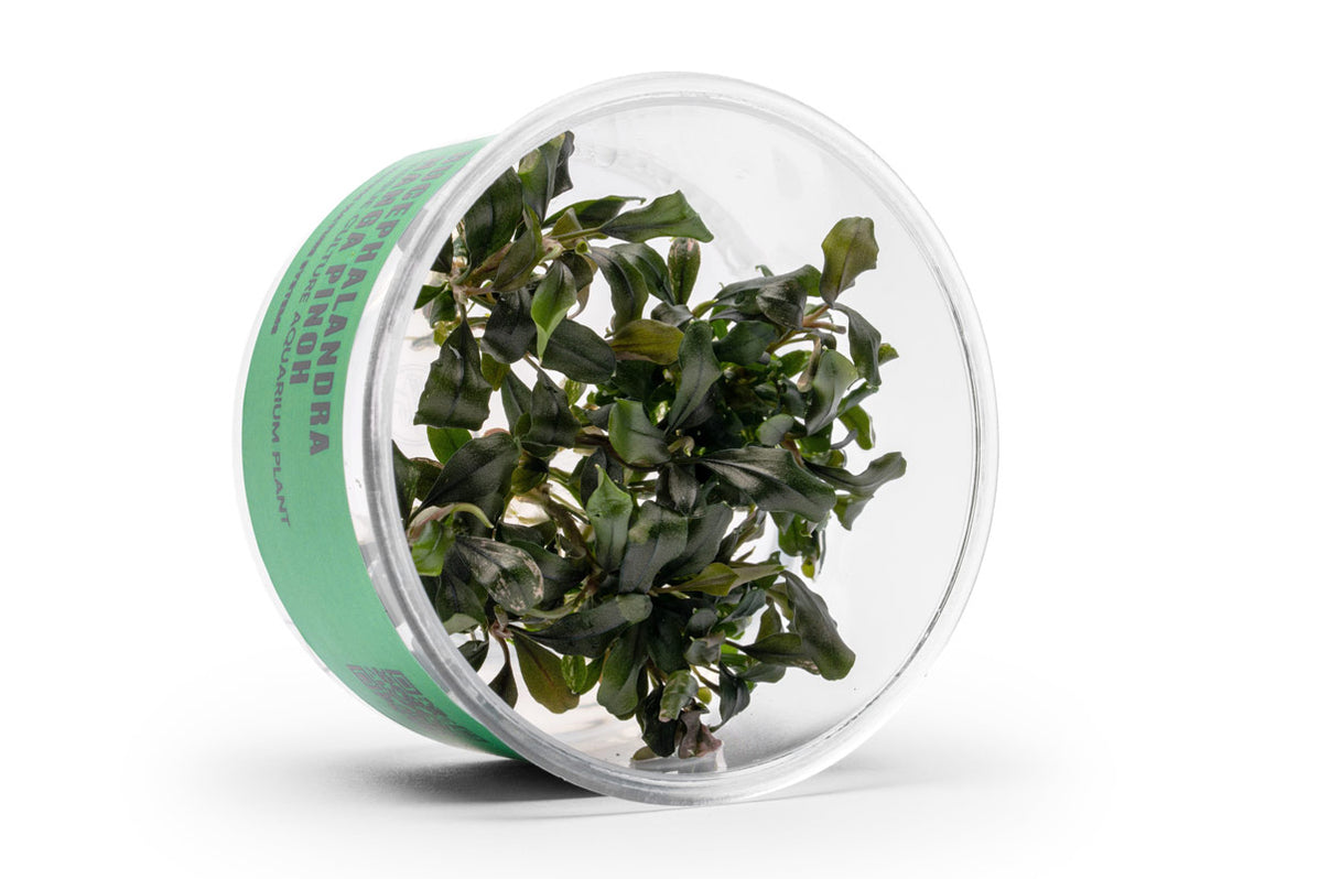 Bucephalandra Nanga Pinoh UNS Tissue Culture for Aquascaping — Buce Plant