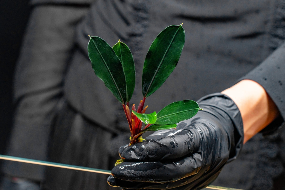 Bucephalandra Pink Lady — Buce Plant