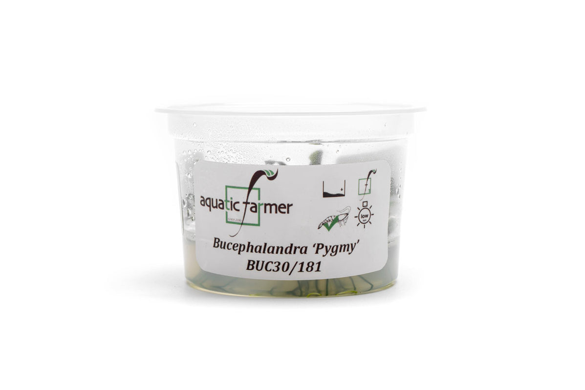 Bucephalandra 'Pygmy' Aquatic Farmer Tissue Culture — Buce Plant