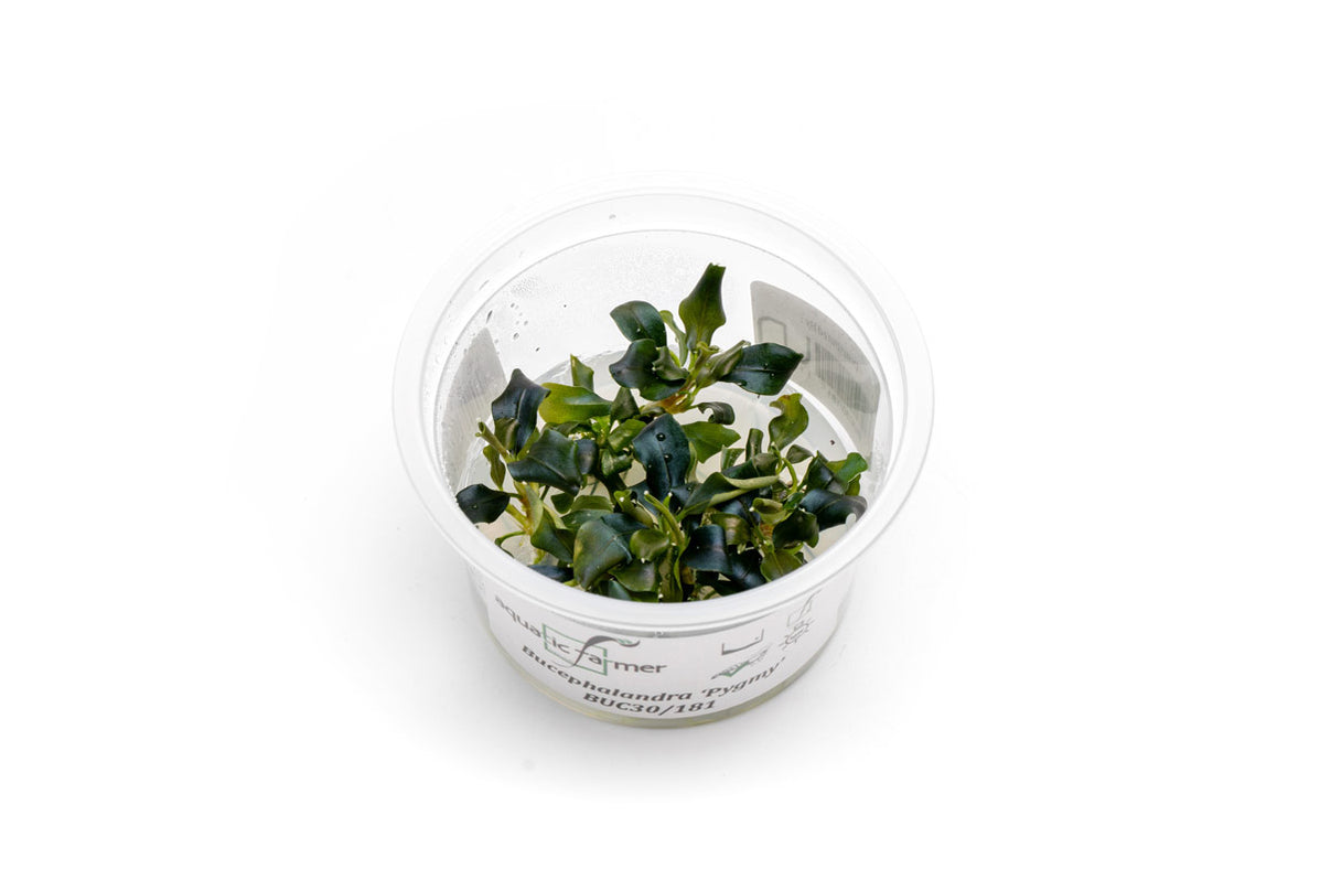 Bucephalandra 'Pygmy' Aquatic Farmer Tissue Culture — Buce Plant