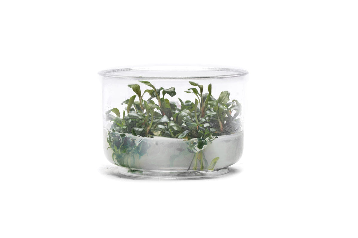 Bucephalandra Pygmy UNS Tissue Culture — Buce Plant