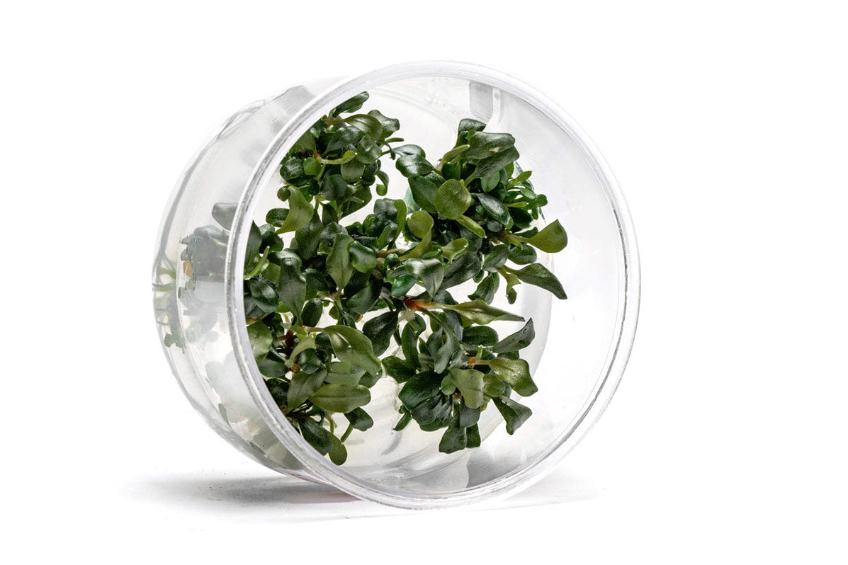 Bucephalandra Pygmy UNS Tissue Culture — Buce Plant