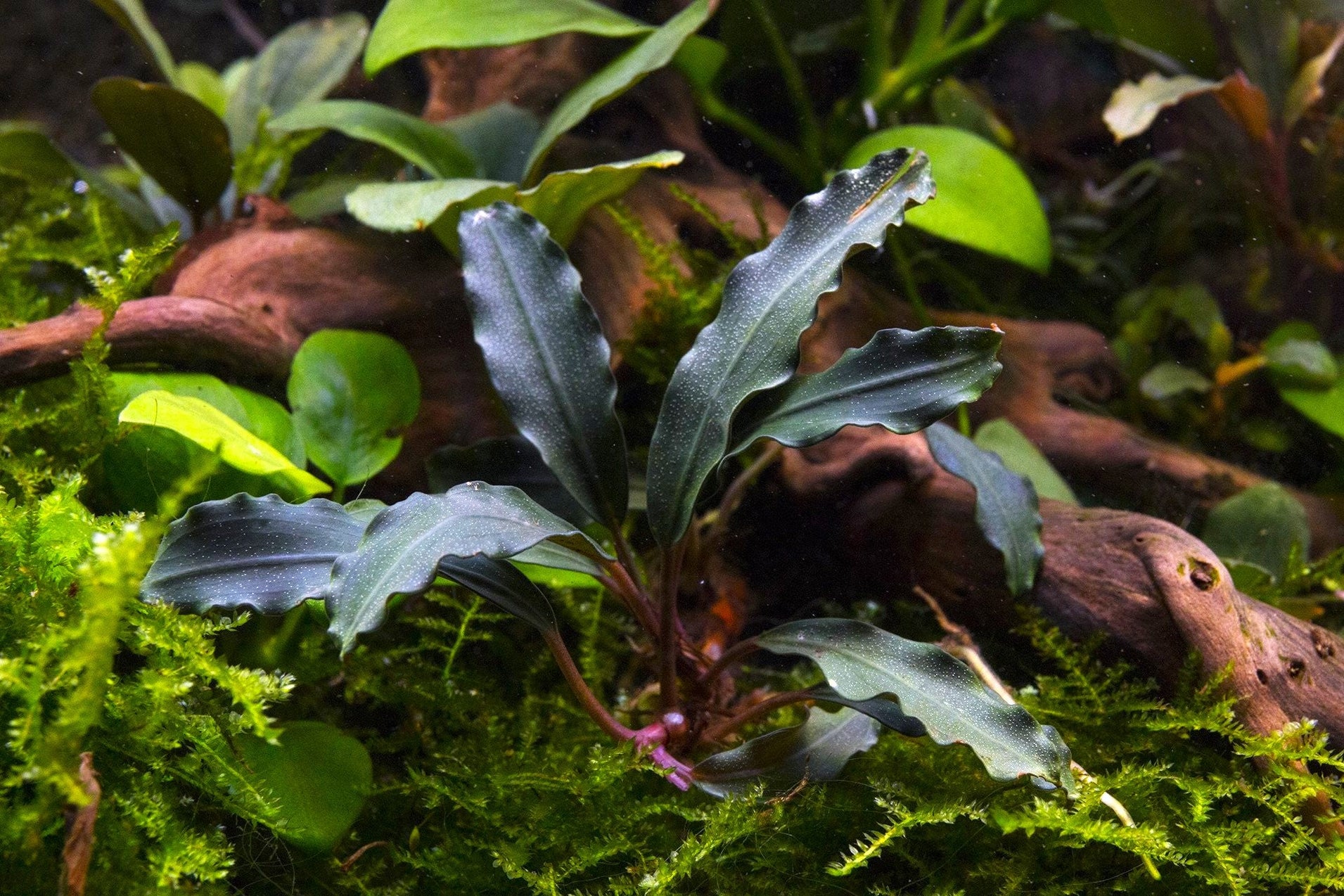 Bucephalandra Red Blade Pot - Buce Plant