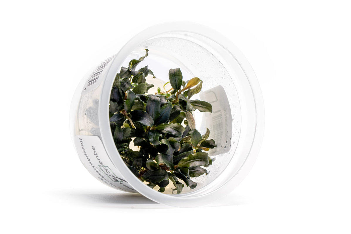 Bucephalandra Sekadau Giant Blue Aquatic Farmer Tissue Culture — Buce Plant