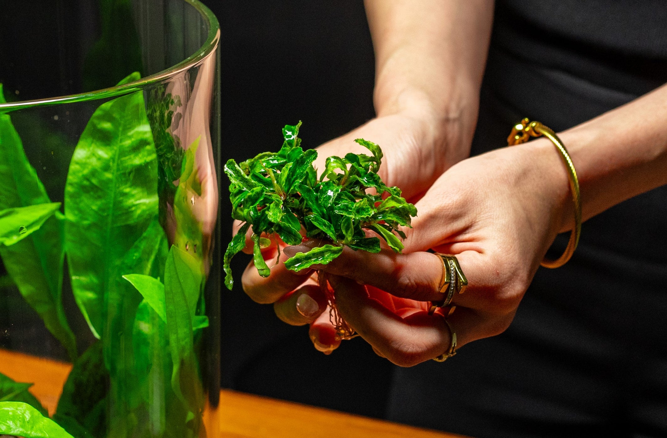 Bucephalandra Variegated Marble Aquarium Plant — Buce Plant