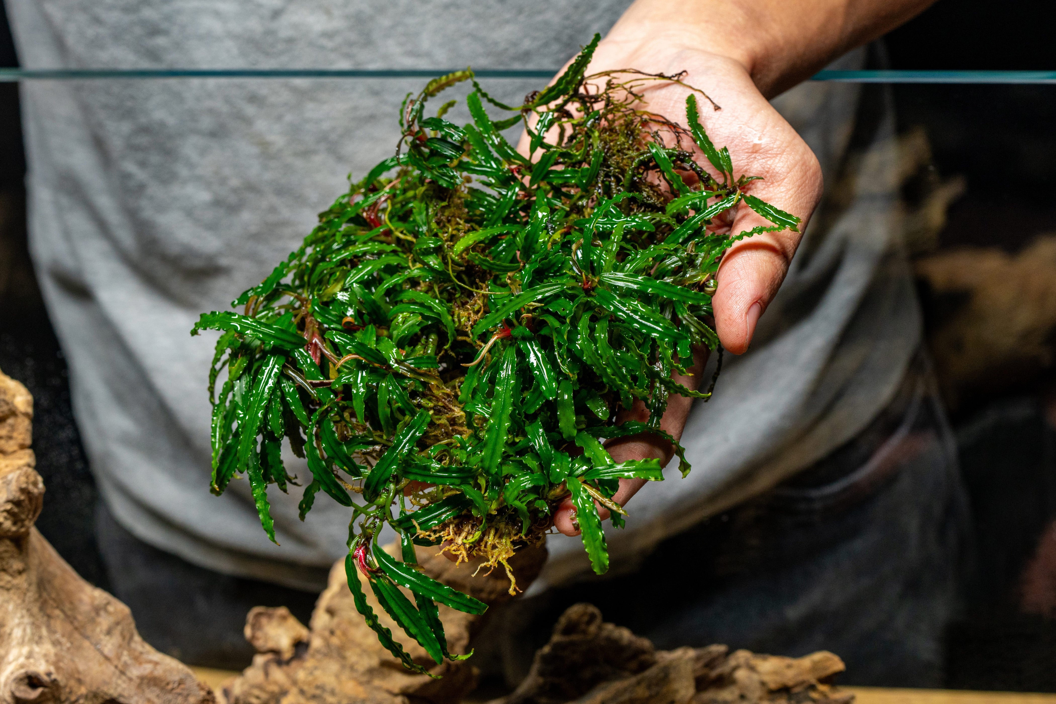 Bucephalandra Velvet 3 Color — Buce Plant